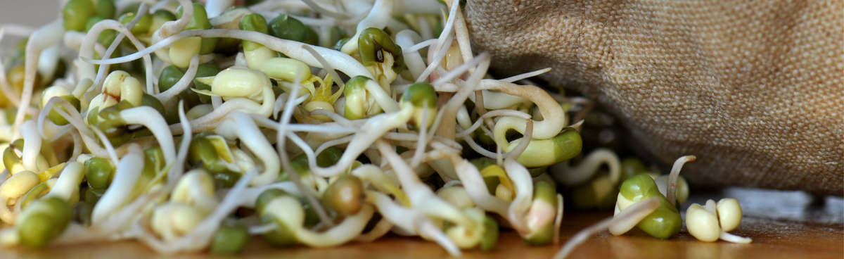 Sprouting safely at home – Sproutie