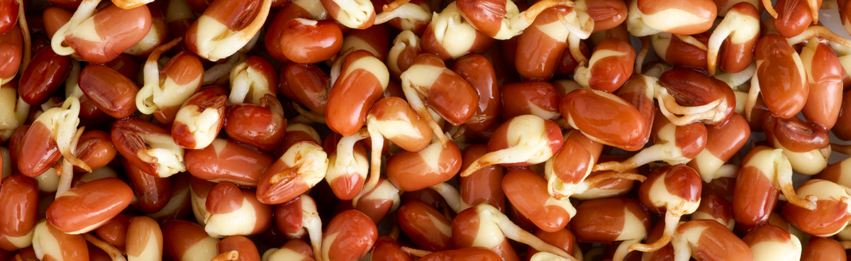 How to grow adzuki bean sprouts – Sproutie