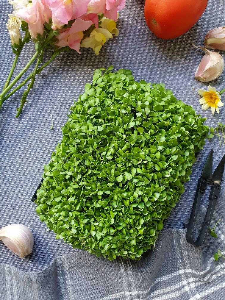 Starter Kits – Sproutie