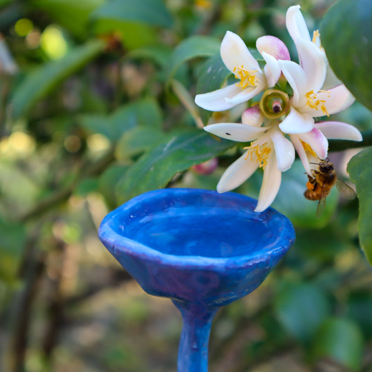 Bee Friendly – Sproutie