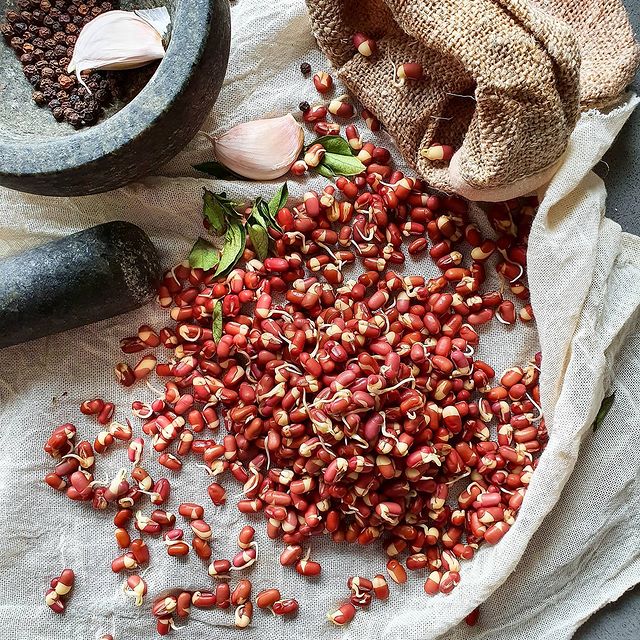 Sprouting Starter Kit – Sproutie