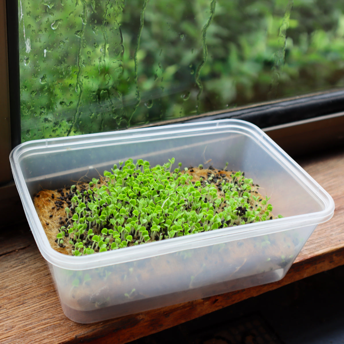 Starter Kit (Sprouts and Microgreens) – Sproutie
