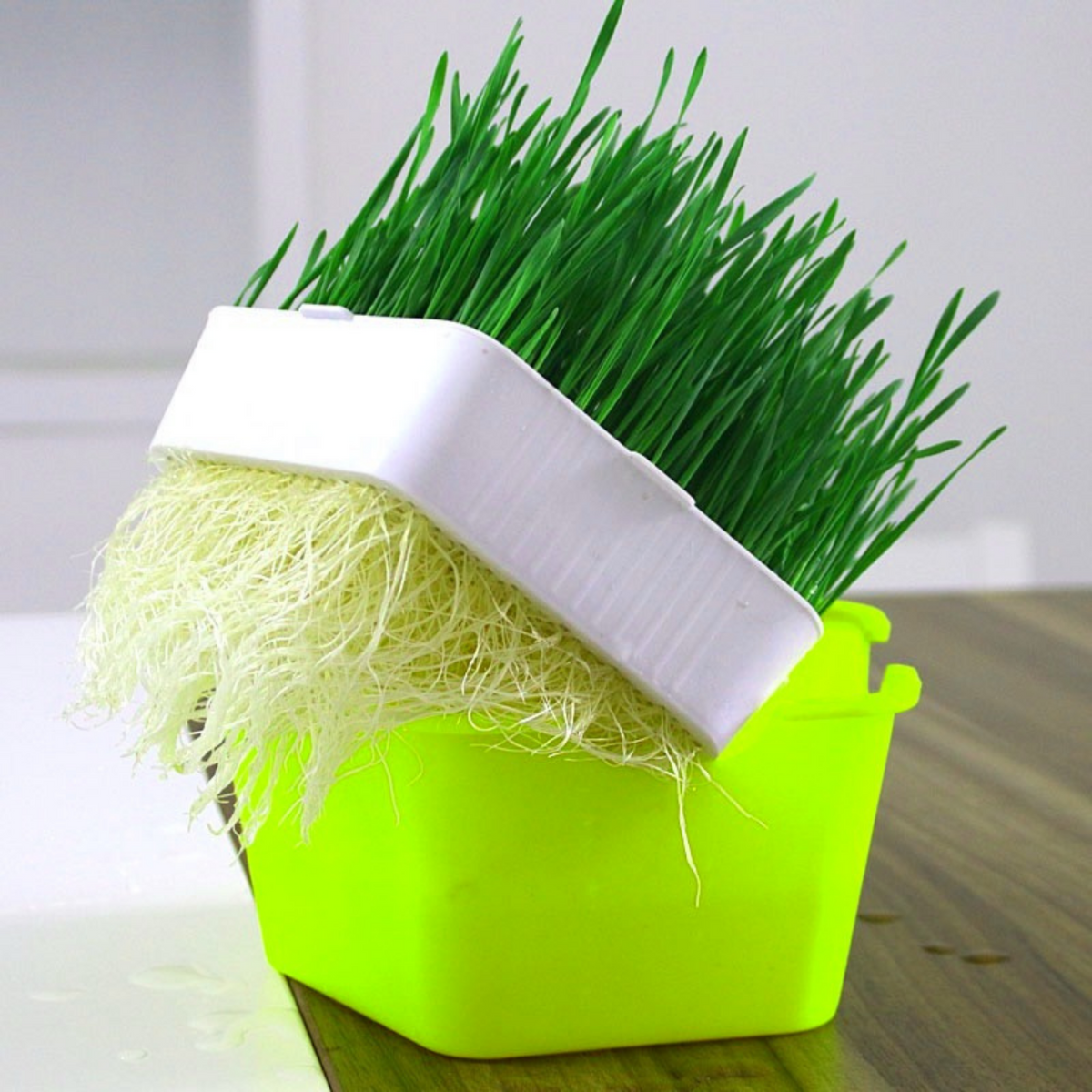 Sprouting Container – Sproutie
