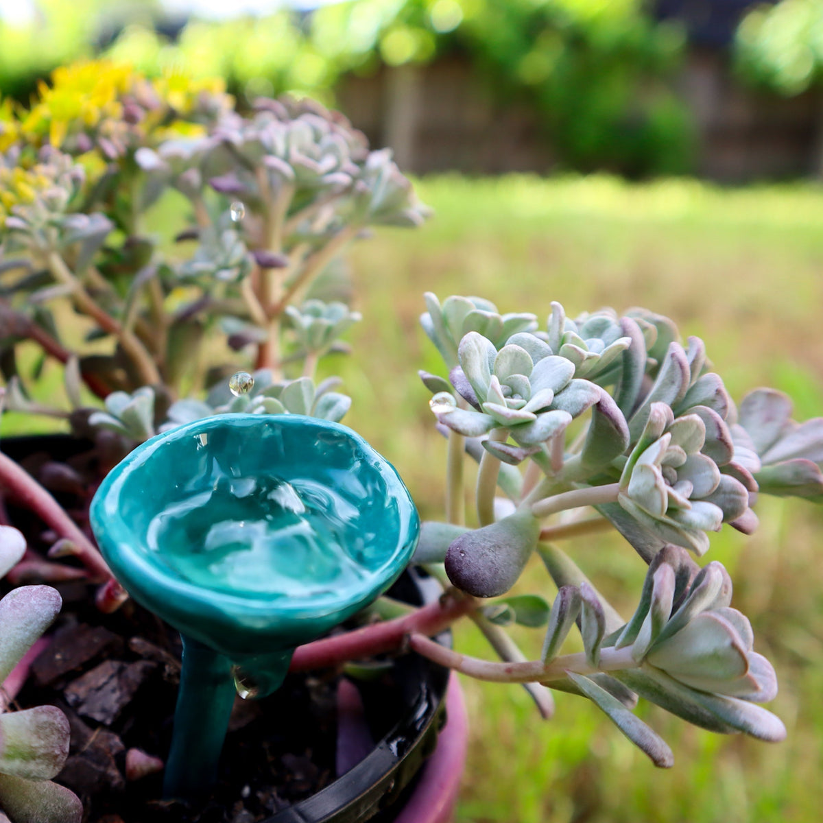 Bigger Bee Friends Gift Pack – Sproutie